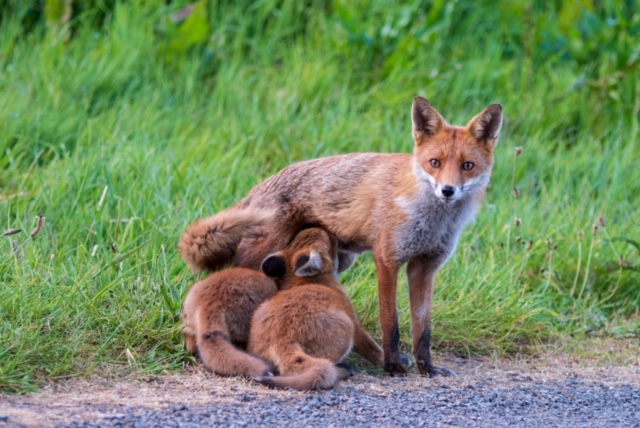 Scottish Animal Photographer Explains How Autism Gives Her Focus and ...